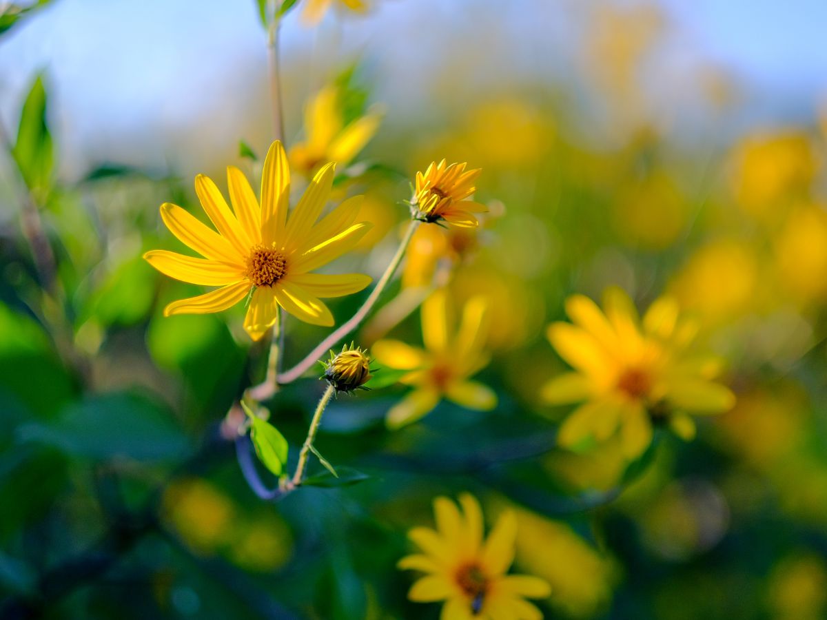 Nature's Autumn Palette: 34 Native Flowers Bringing Gardens to Life ...