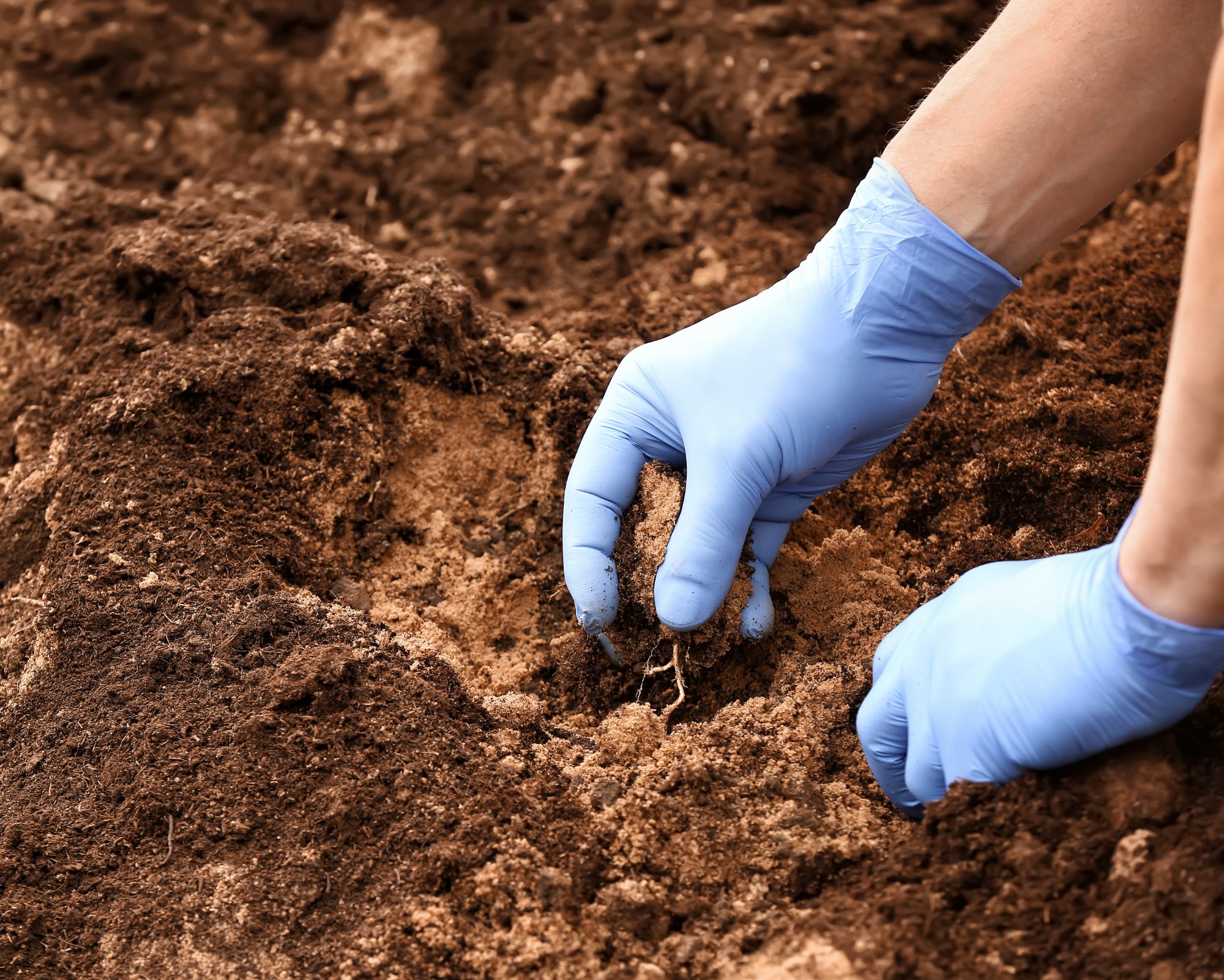 Want to Change Your Hydrangea’s Color? Here’s How Fertilizer Can Do It ...