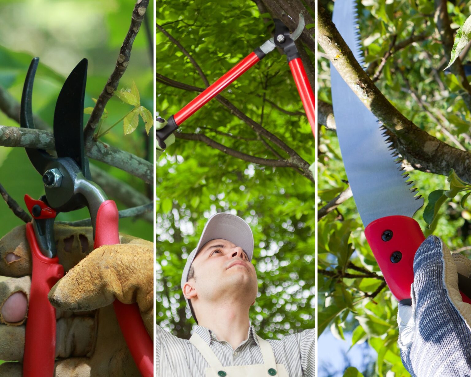Pruning Schedule for Your Garden: Best Times to Trim - Complete Gardening