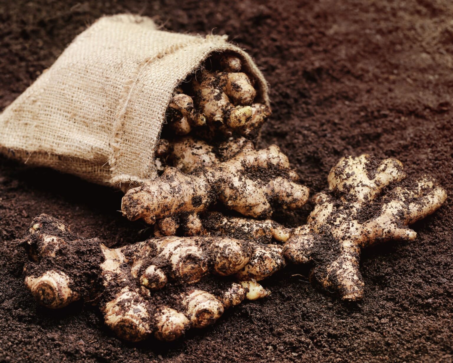 Ginger in Water: Can You Really Grow It Indoors? - Complete Gardening