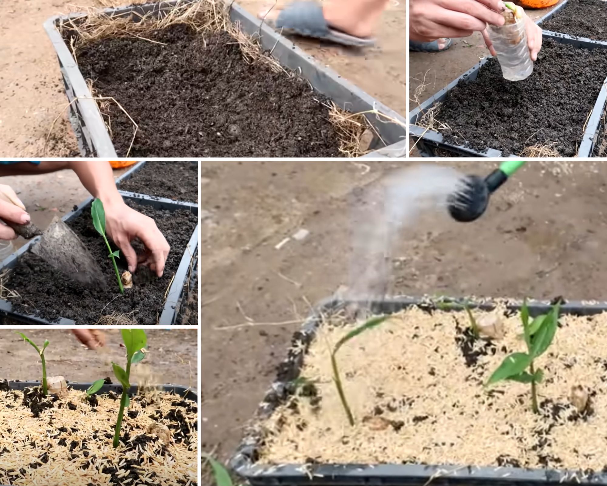 Ginger in Water: Can You Really Grow It Indoors? - Complete Gardening