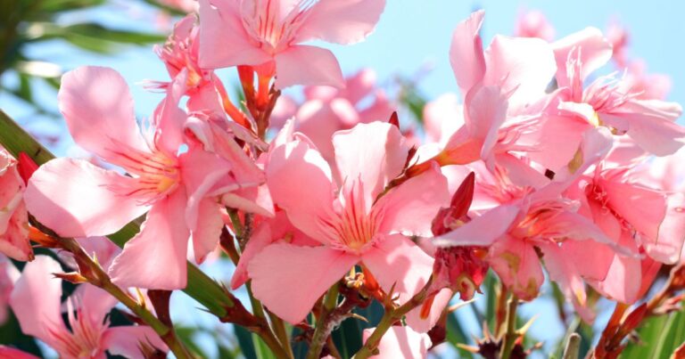 Toxic Blooms: 35 Flowers That Can Be Dangerous - Complete Gardening