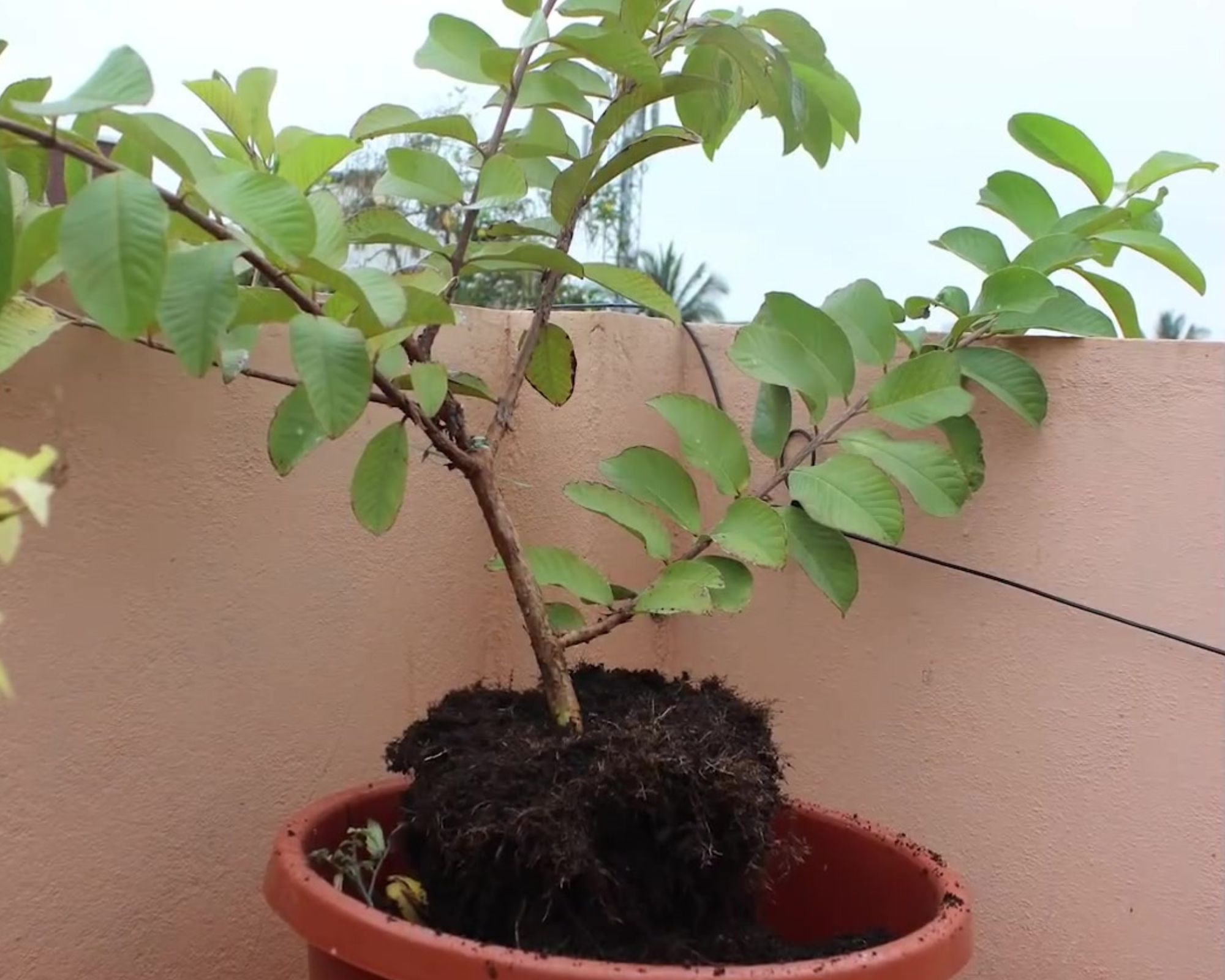 Perfect Guava in Containers, No Yard Needed! - Complete Gardening