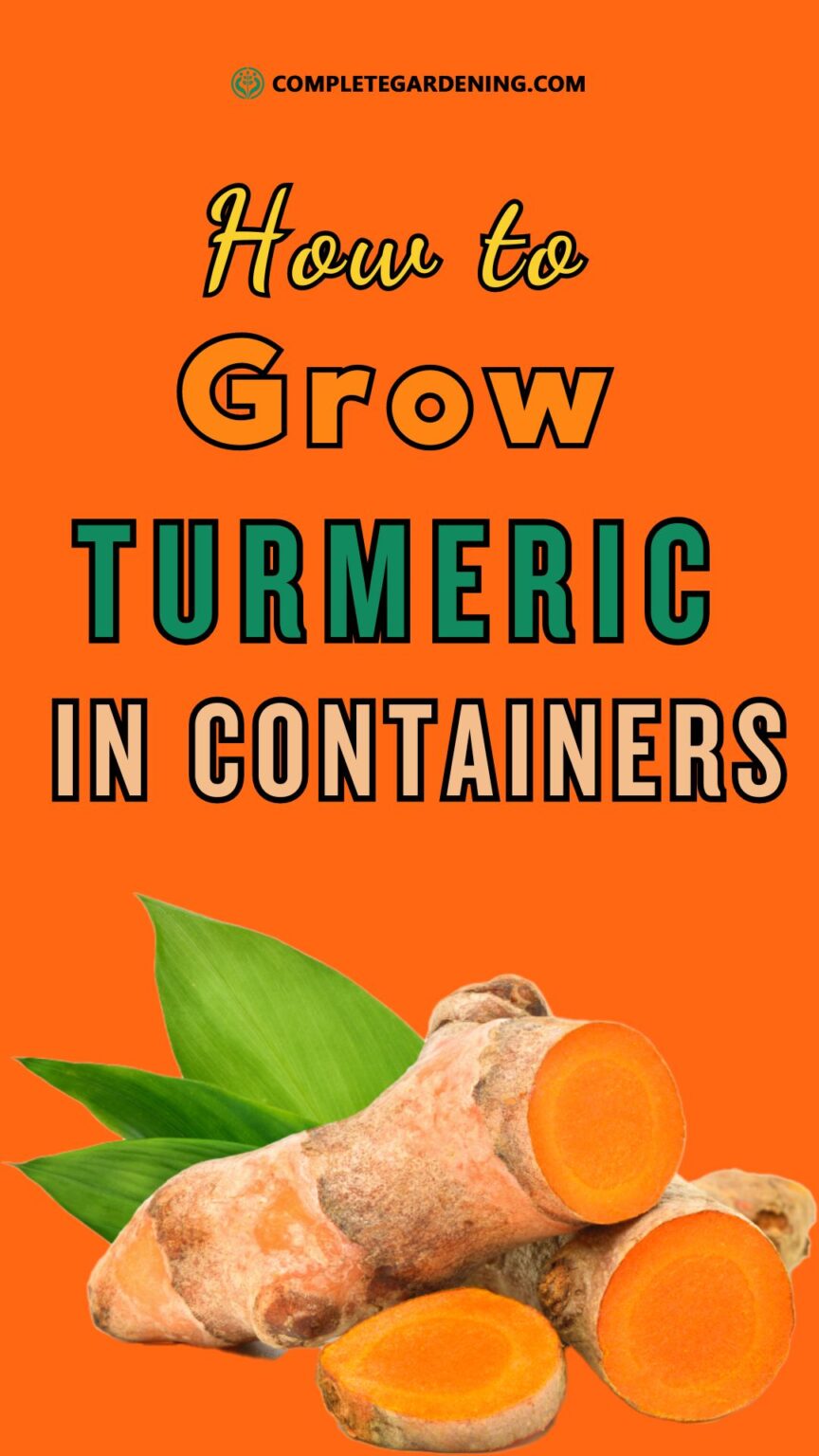 Turmeric in Containers: How to Grow This Exotic Spice at Home ...