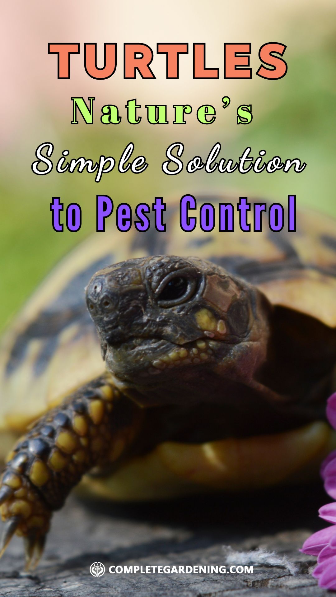 Turtles in Your Yard: Nature’s Simple Solution to Pest Control ...
