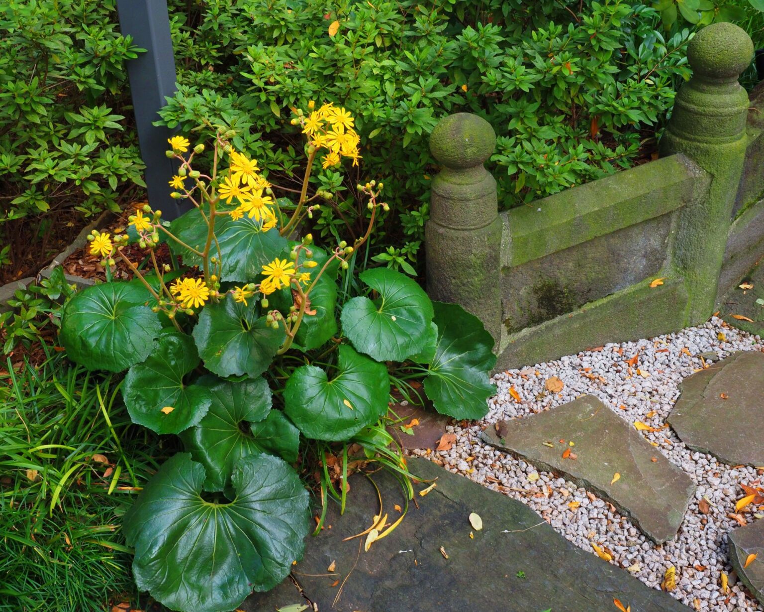 Giant Leopard Plant: The Unexpected Beauty Your Garden Needs - Complete ...