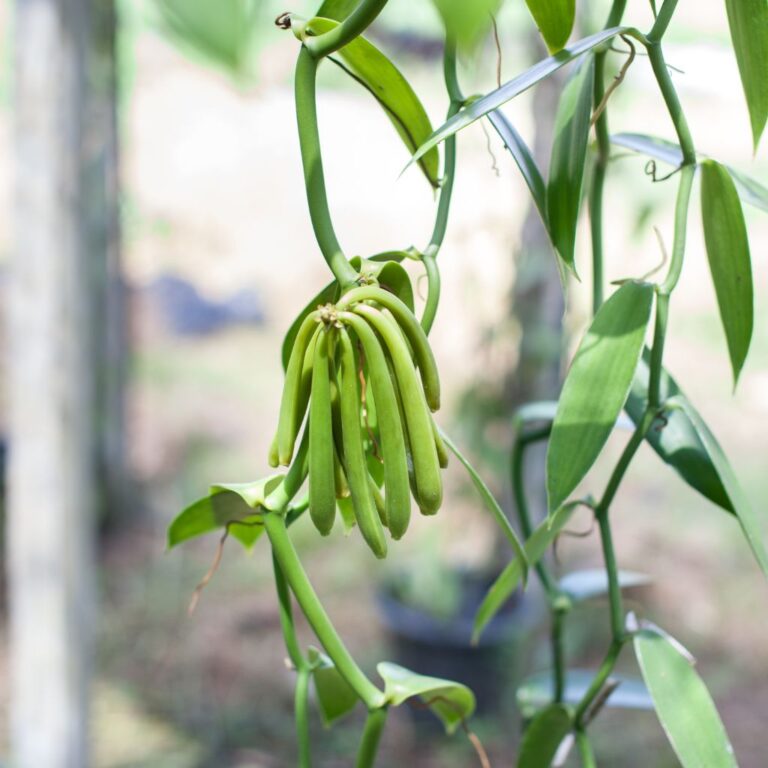 Vanilla Beans: Growing and Caring for Your Own Vanilla Orchids ...
