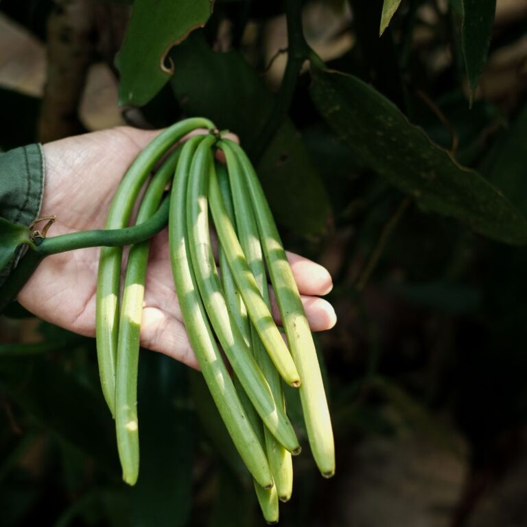 Vanilla Beans: Growing and Caring for Your Own Vanilla Orchids ...