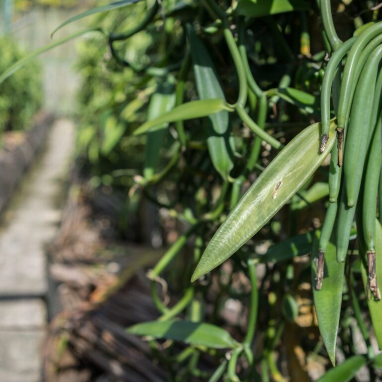 Vanilla Beans: Growing and Caring for Your Own Vanilla Orchids ...