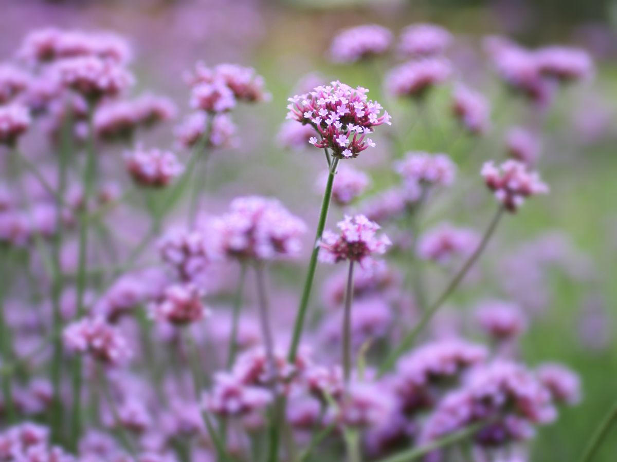 September Plant Propagation: 24 Easy Plants for Thriving Garden ...
