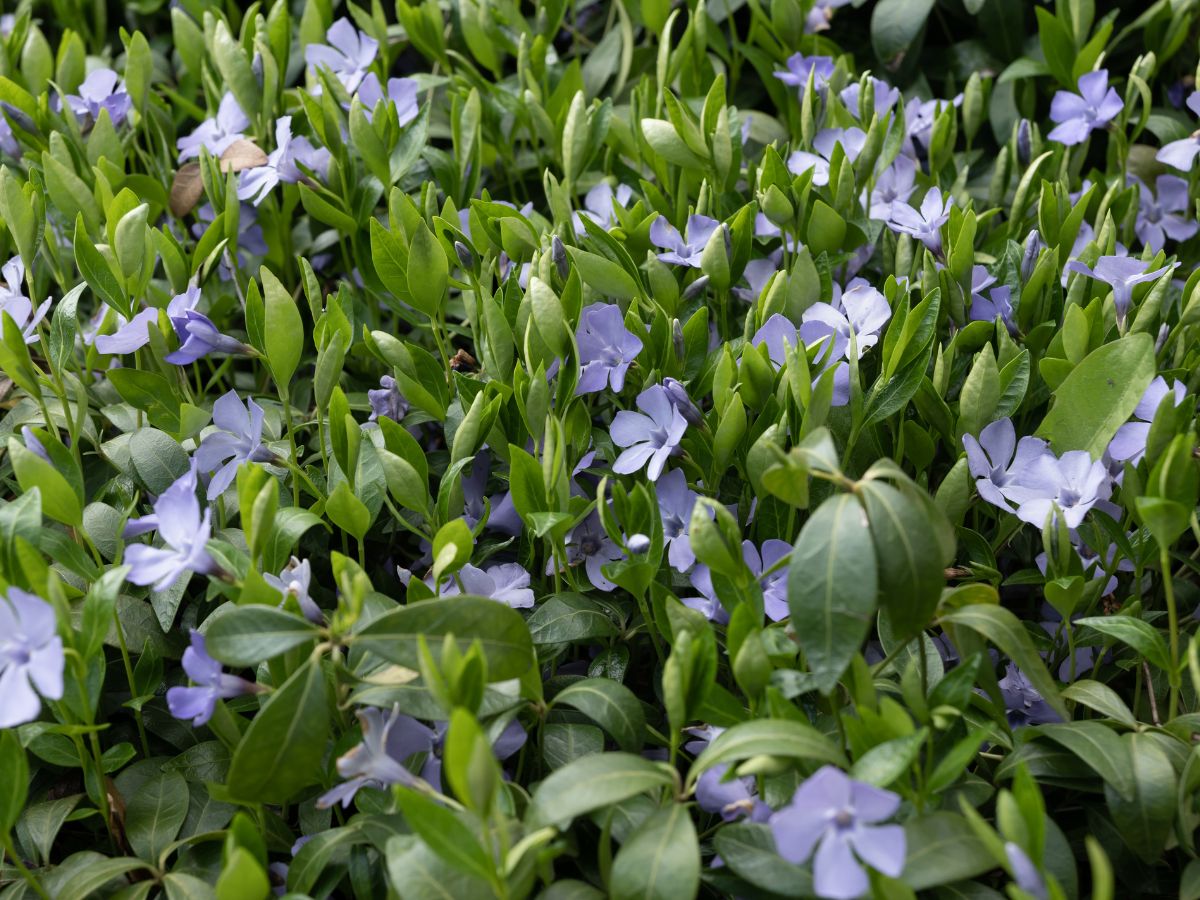 Pet-Safe Ground Covers: 23 Creepers for a Lush Garden - Complete Gardening
