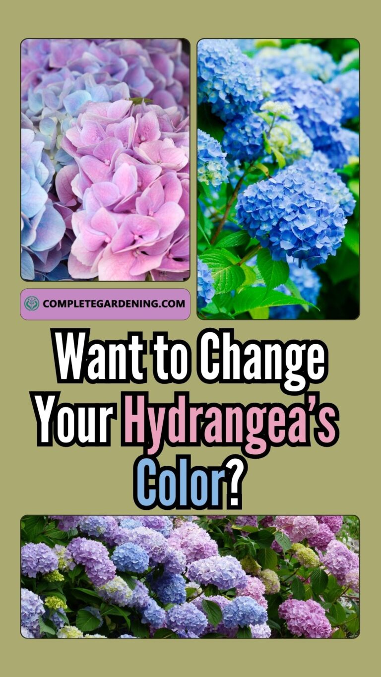 Want to Change Your Hydrangea’s Color? Here’s How Fertilizer Can Do It ...