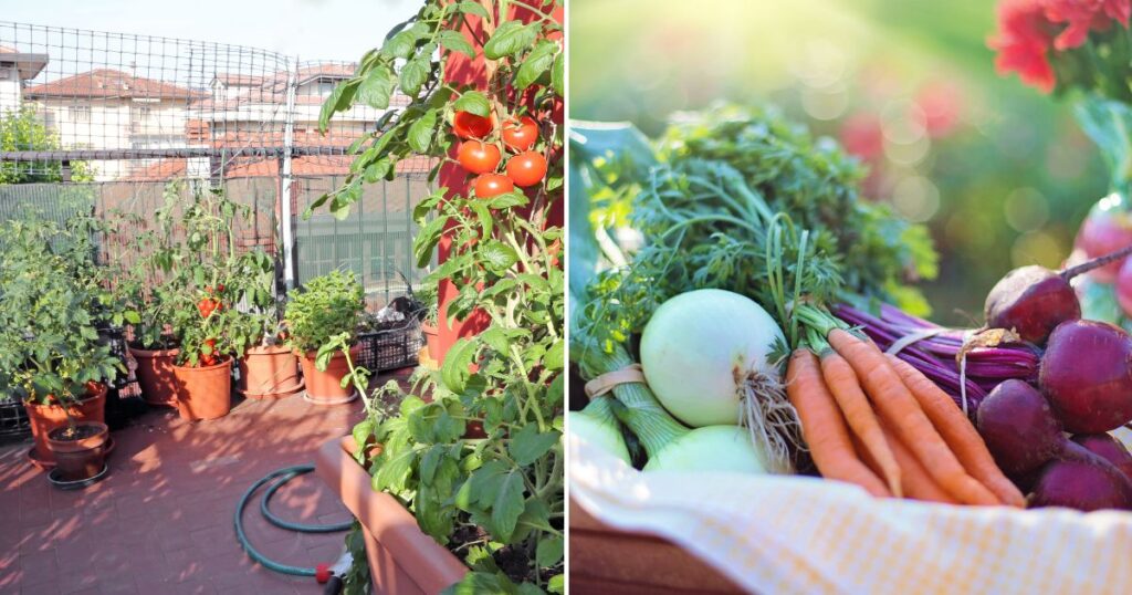 Which Vegetables Are Perfect for Pots? 24 Best Picks You’ll Love ...