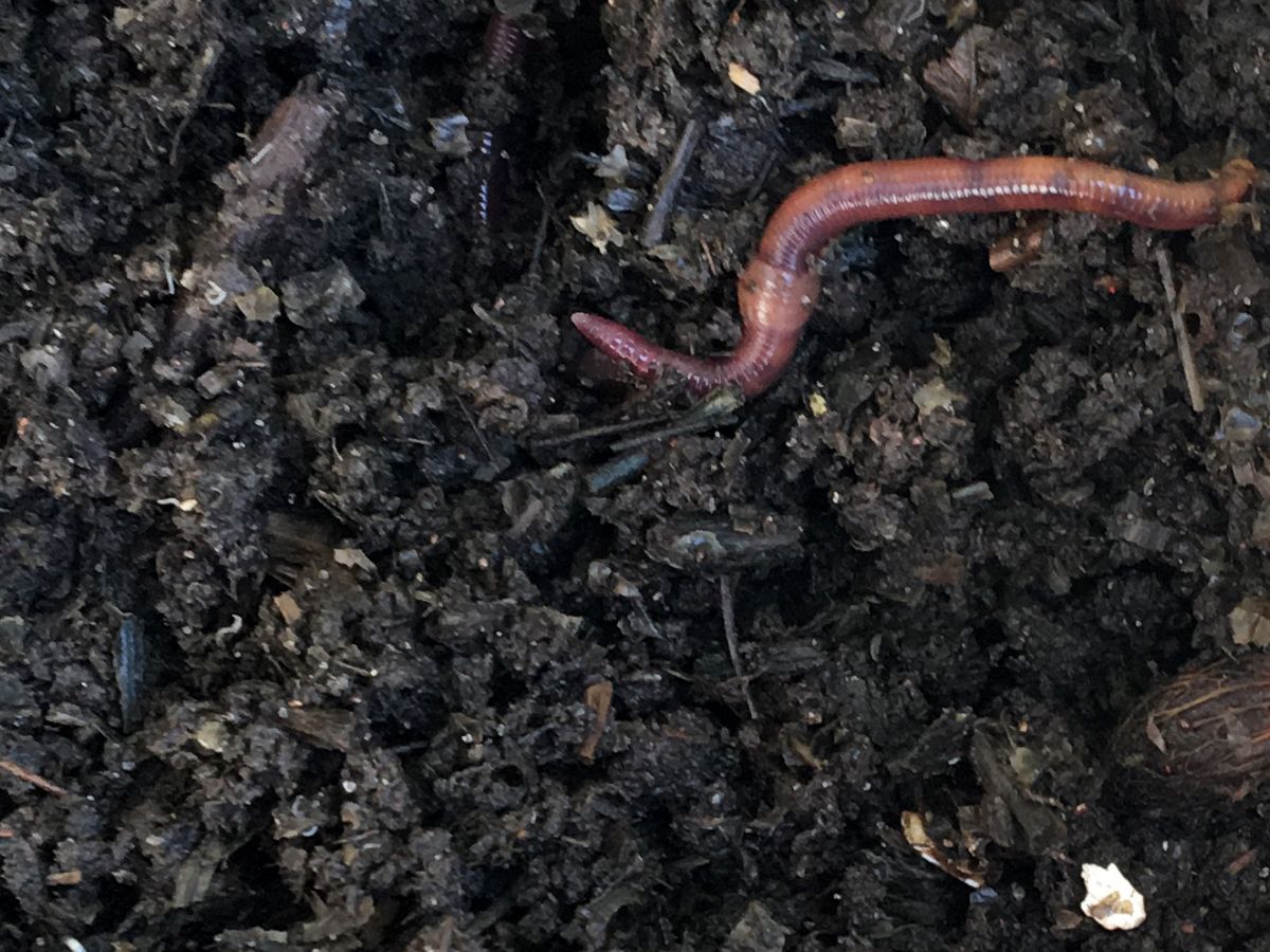 Feeding the Soil: 16 Natural Fertilizers to Boost Your Garden ...