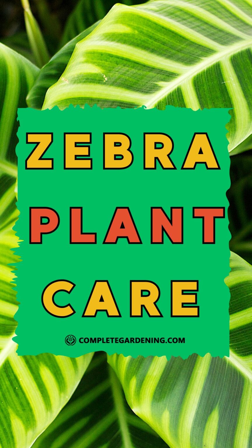 Zebra Plant Care: Tips for Thriving Indoor Growth - Complete Gardening