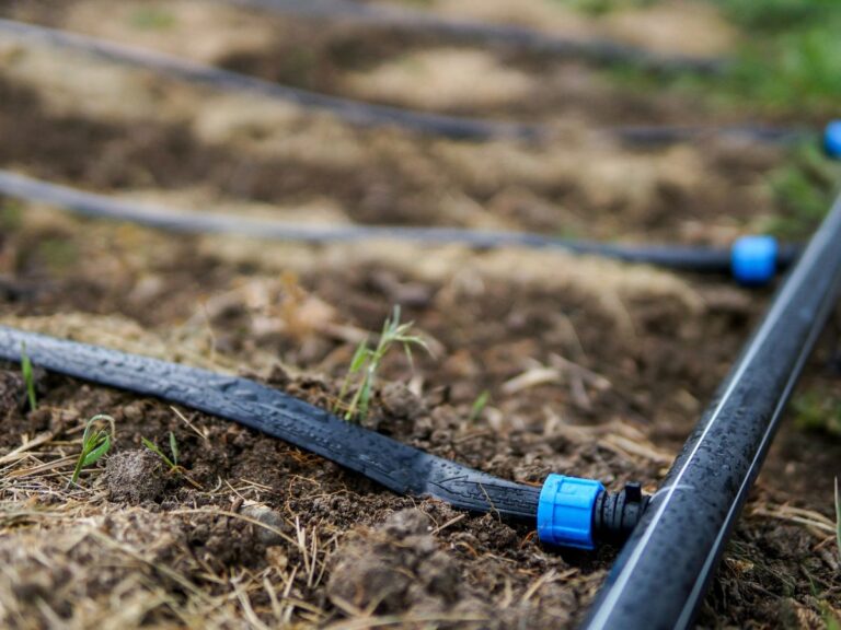 Orange Lilies Made Easy: A Step-by-Step Guide - Complete Gardening