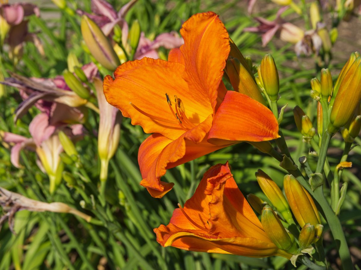 Orange Lilies Made Easy: A Step-by-Step Guide - Complete Gardening