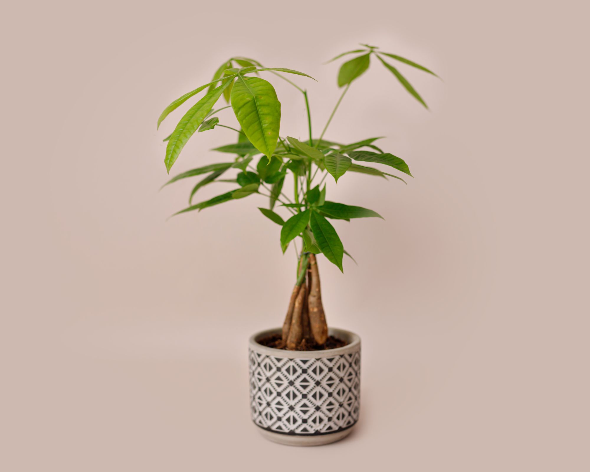 16 Lucky Plants for Prosperity: How Do They Attract Wealth? - Complete ...