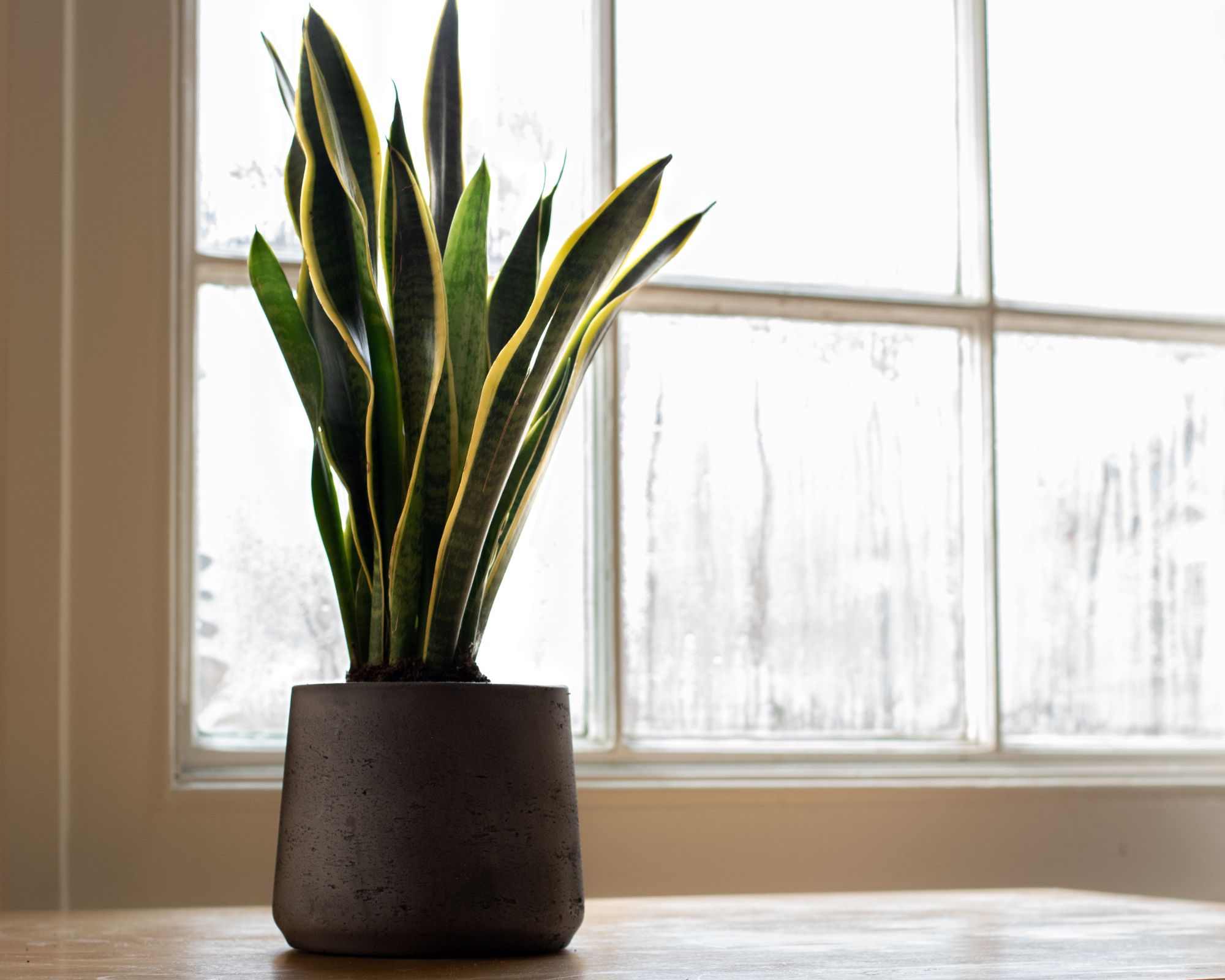 Struggling with Low Light? Here Are 15 Plants Perfect for North-Facing ...