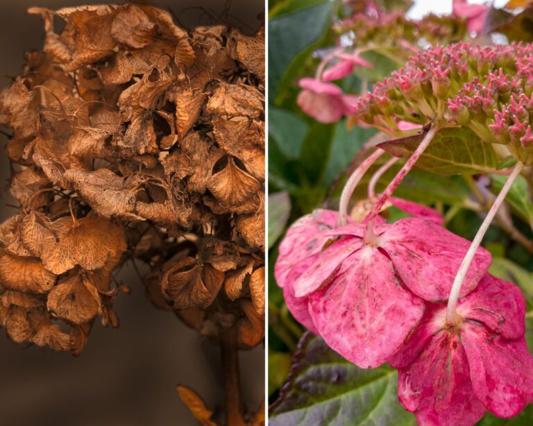 Troubleshooting Hydrangeas: 11 Common Problems and Fixes - Complete ...