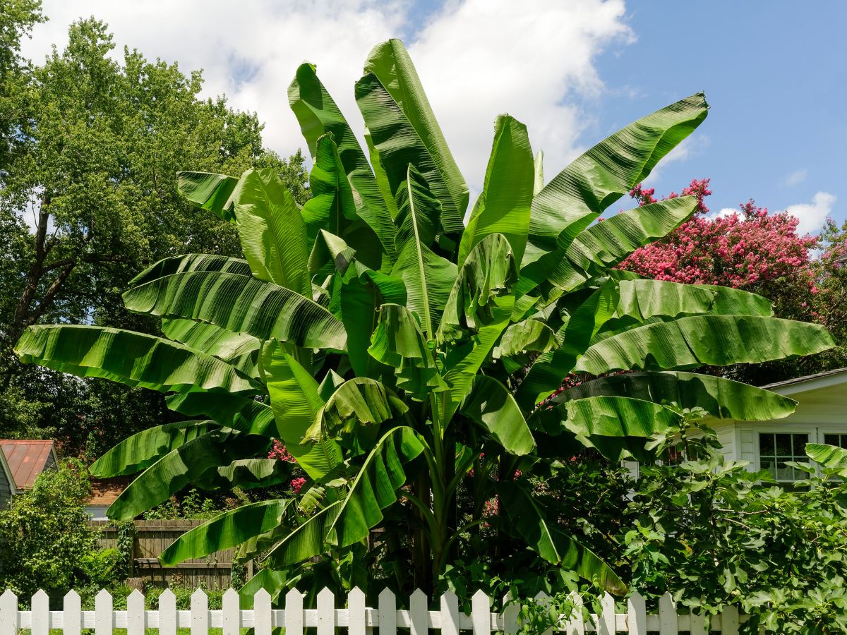 10 Best Banana Varieties to Grow in Your Home Garden - Complete Gardening