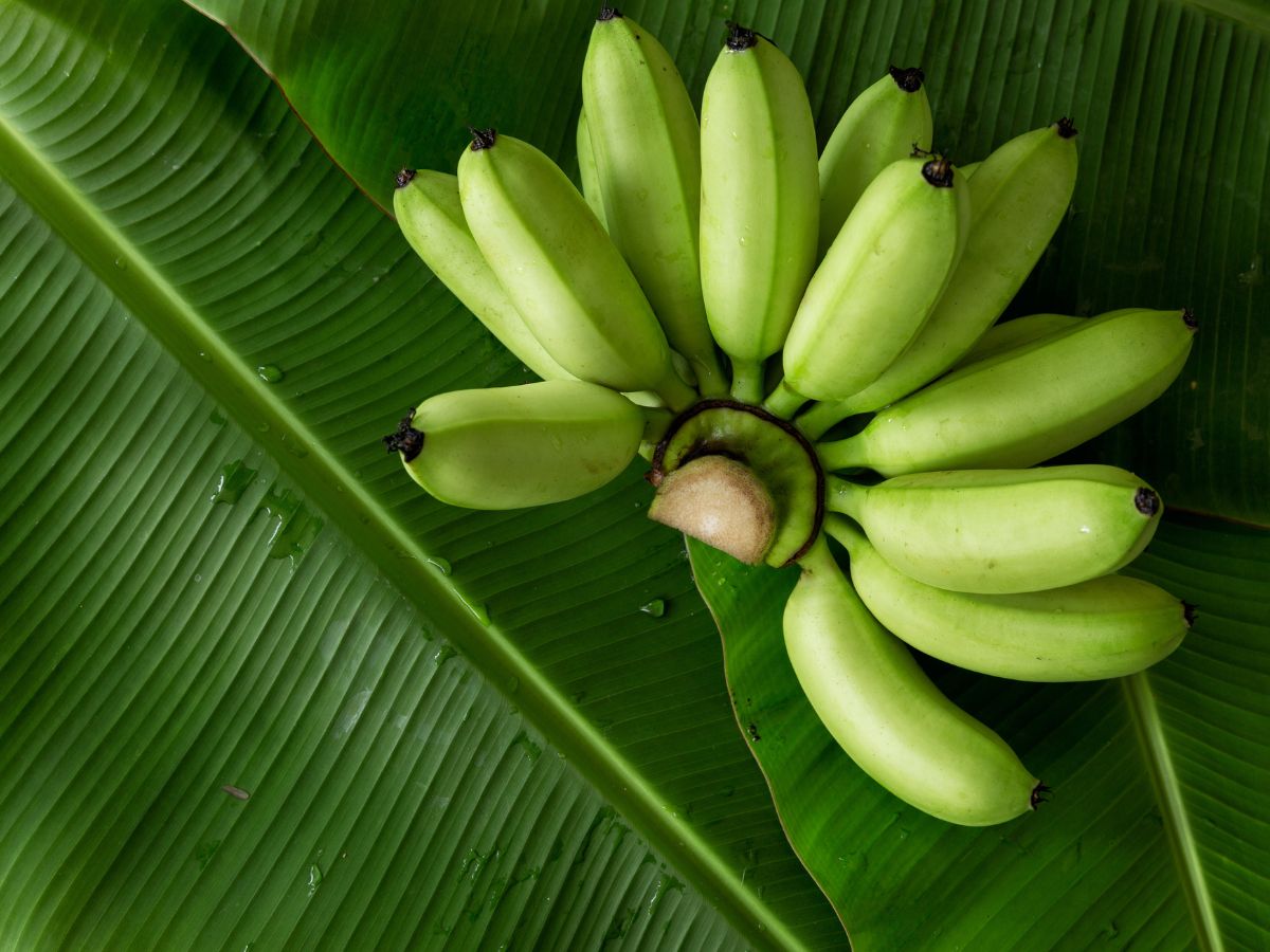 10 Best Banana Varieties to Grow in Your Home Garden - Complete Gardening