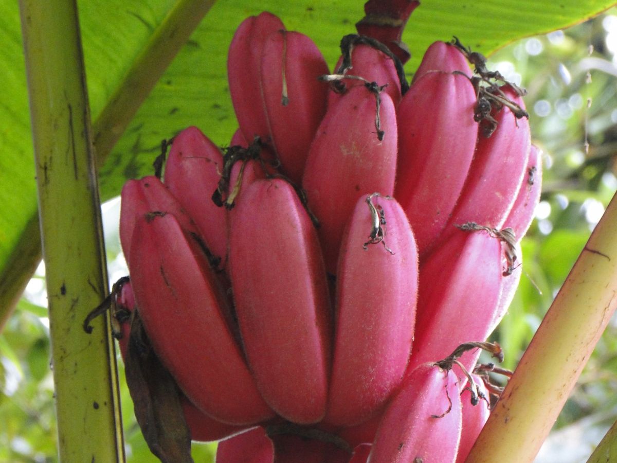 10 Best Banana Varieties to Grow in Your Home Garden - Complete Gardening