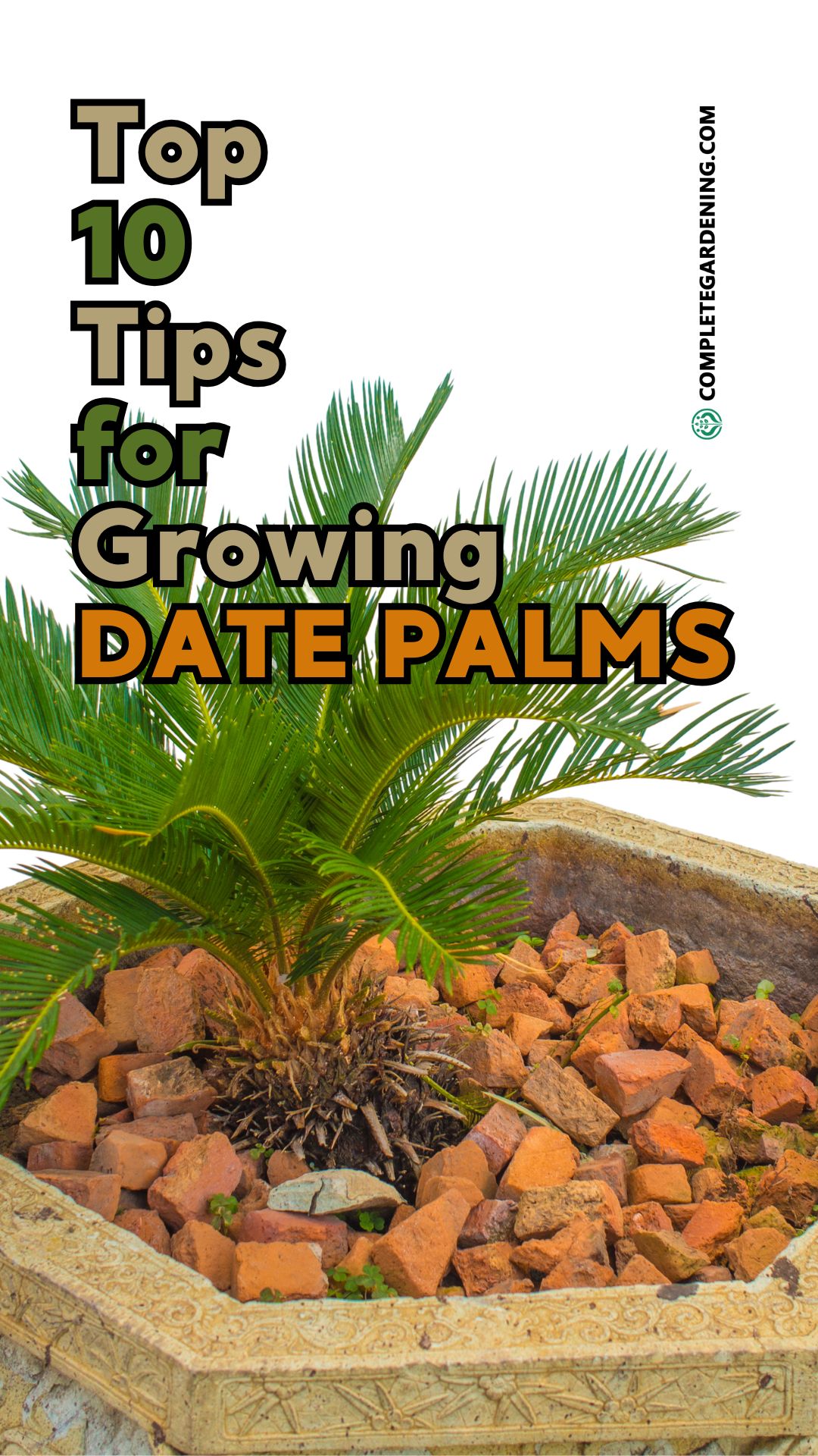 10 Must-Know Tips for Growing a Date Palm Tree from Seed at Home ...