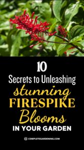 10 Secrets to Unleashing Stunning Firespike Blooms in Your Garden ...