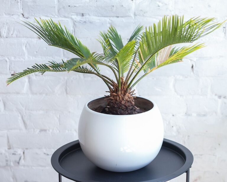 10 Must-Know Tips for Growing a Date Palm Tree from Seed at Home ...