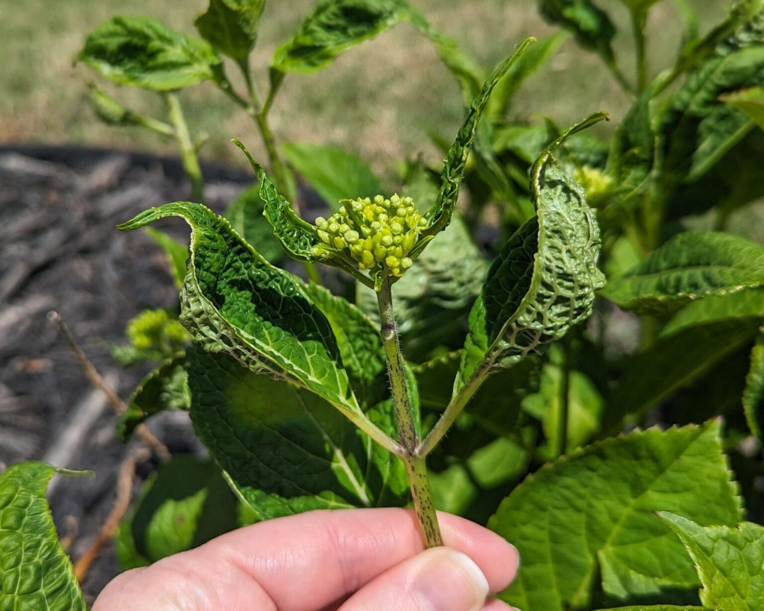 Troubleshooting Hydrangeas: 11 Common Problems and Fixes - Complete ...