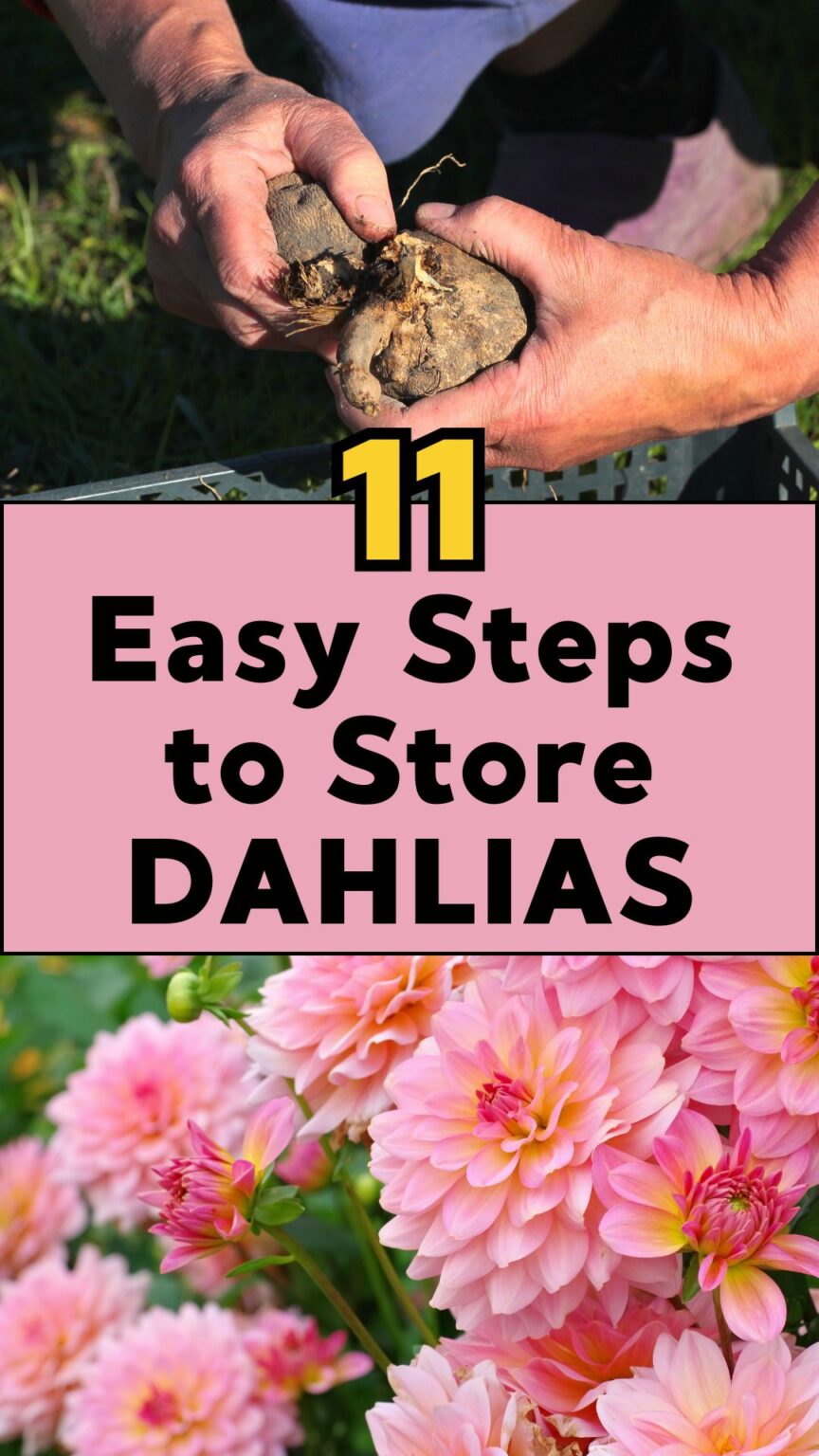 11 Easy Steps to Store Your Dahlias Over Winter Successfully - Complete ...