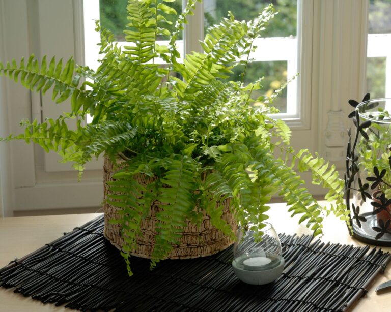 Struggling with Low Light? Here Are 15 Plants Perfect for North-Facing ...