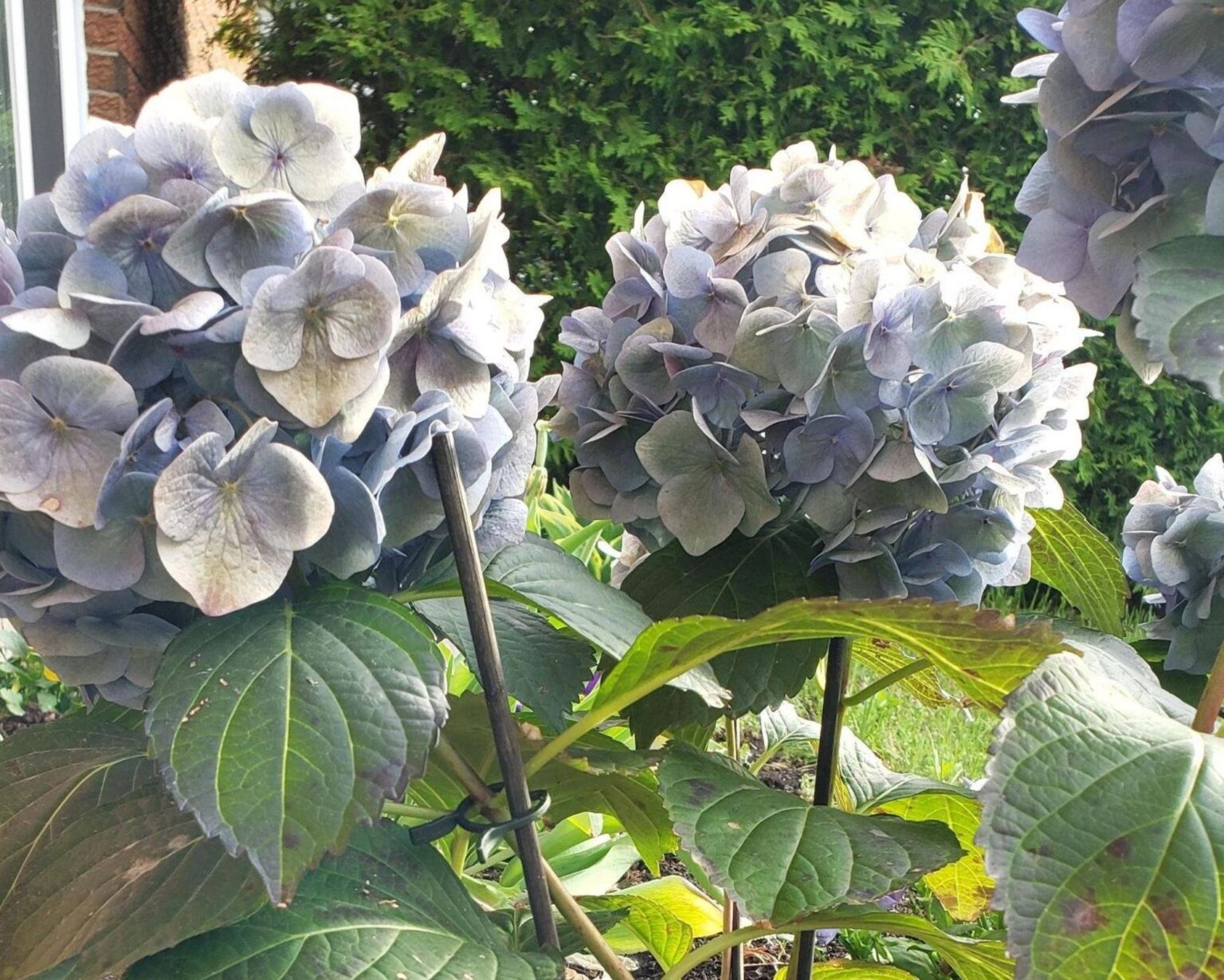 Troubleshooting Hydrangeas 11 Common Problems And Fixes Complete 4287