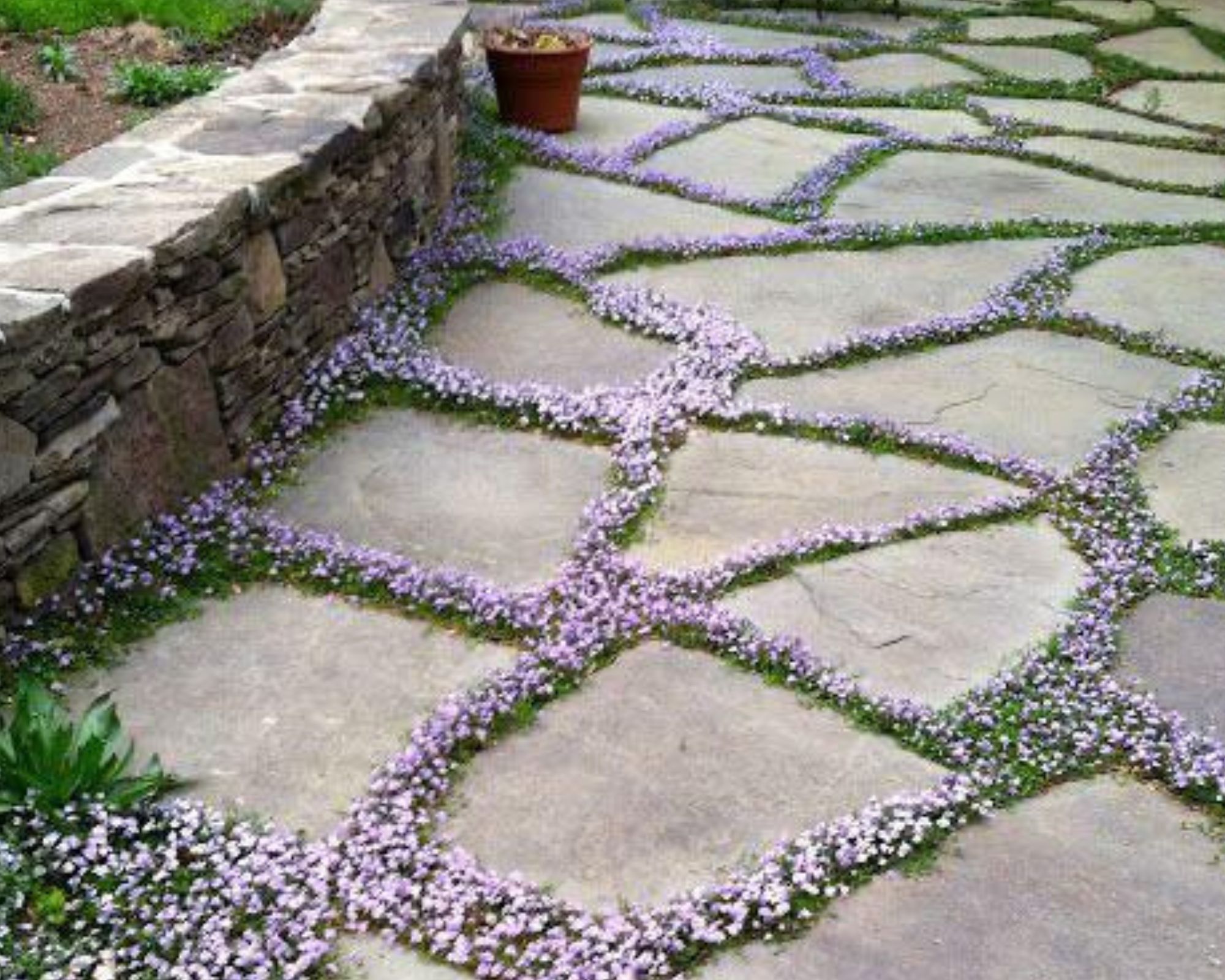 Want a Stunning Walkway? These 15 Perfect Plants Hold the Key ...