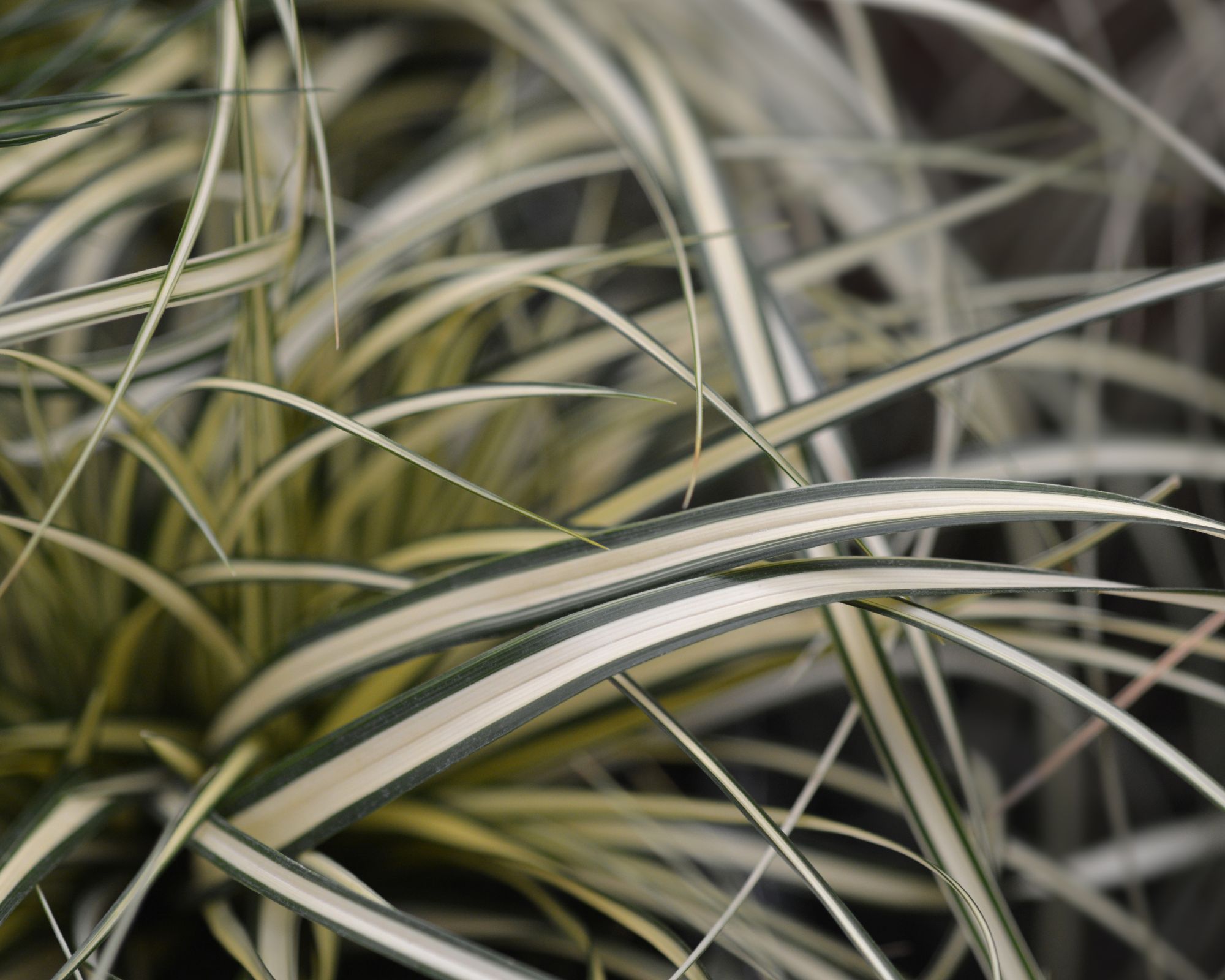 15 Shade-Tolerant Ornamental Grasses for Your Garden - Complete Gardening