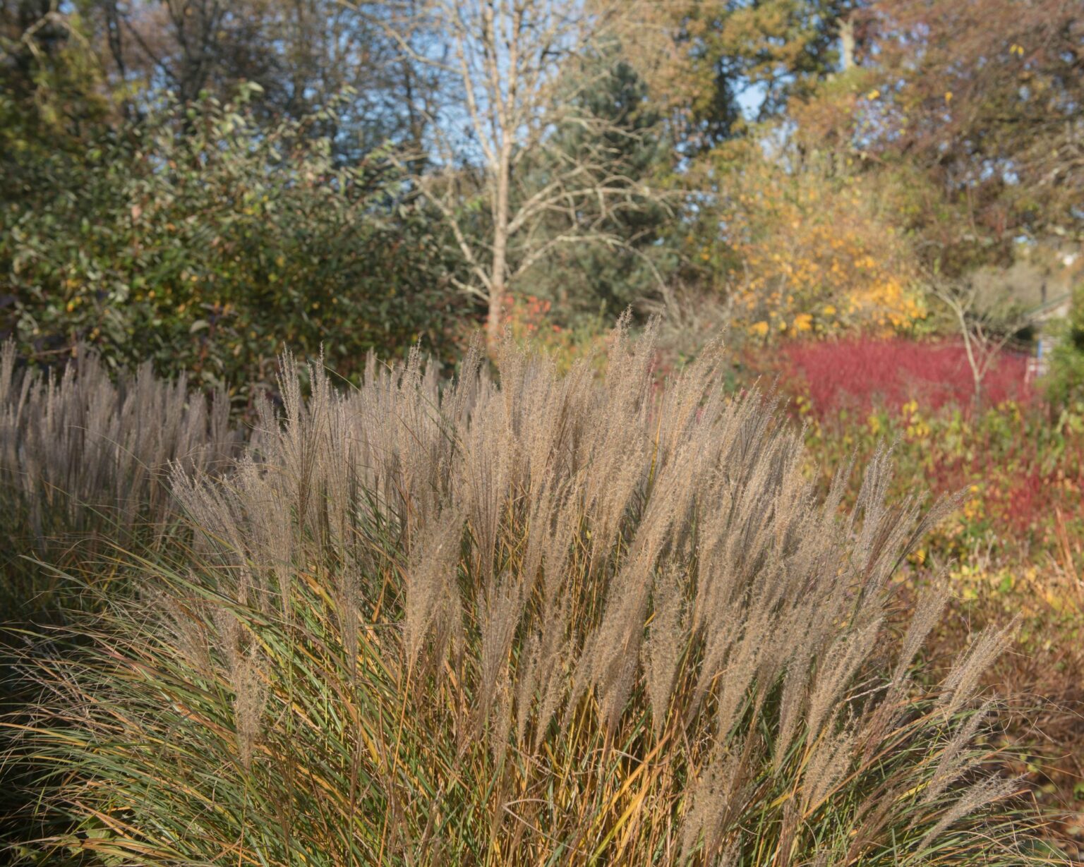 15 Shade-Tolerant Ornamental Grasses for Your Garden - Complete Gardening