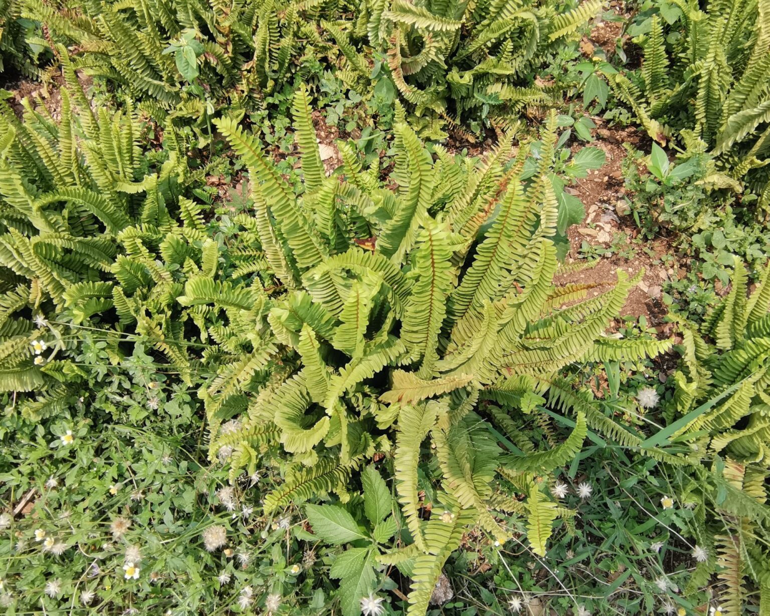 20 Perennial Ground Covers You’ll Love – Say Goodbye to Replanting ...