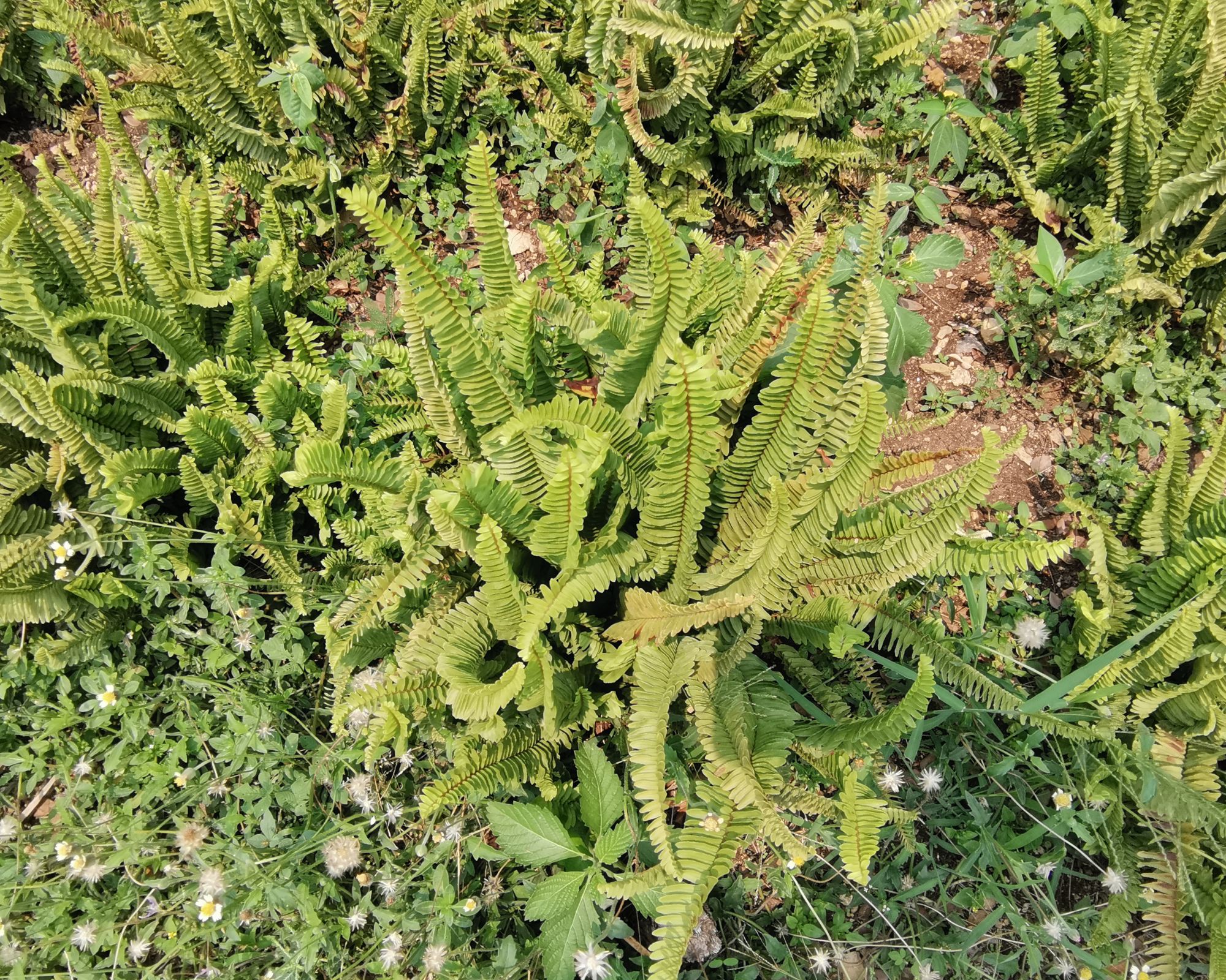 20 Perennial Ground Covers You’ll Love – Say Goodbye to Replanting ...