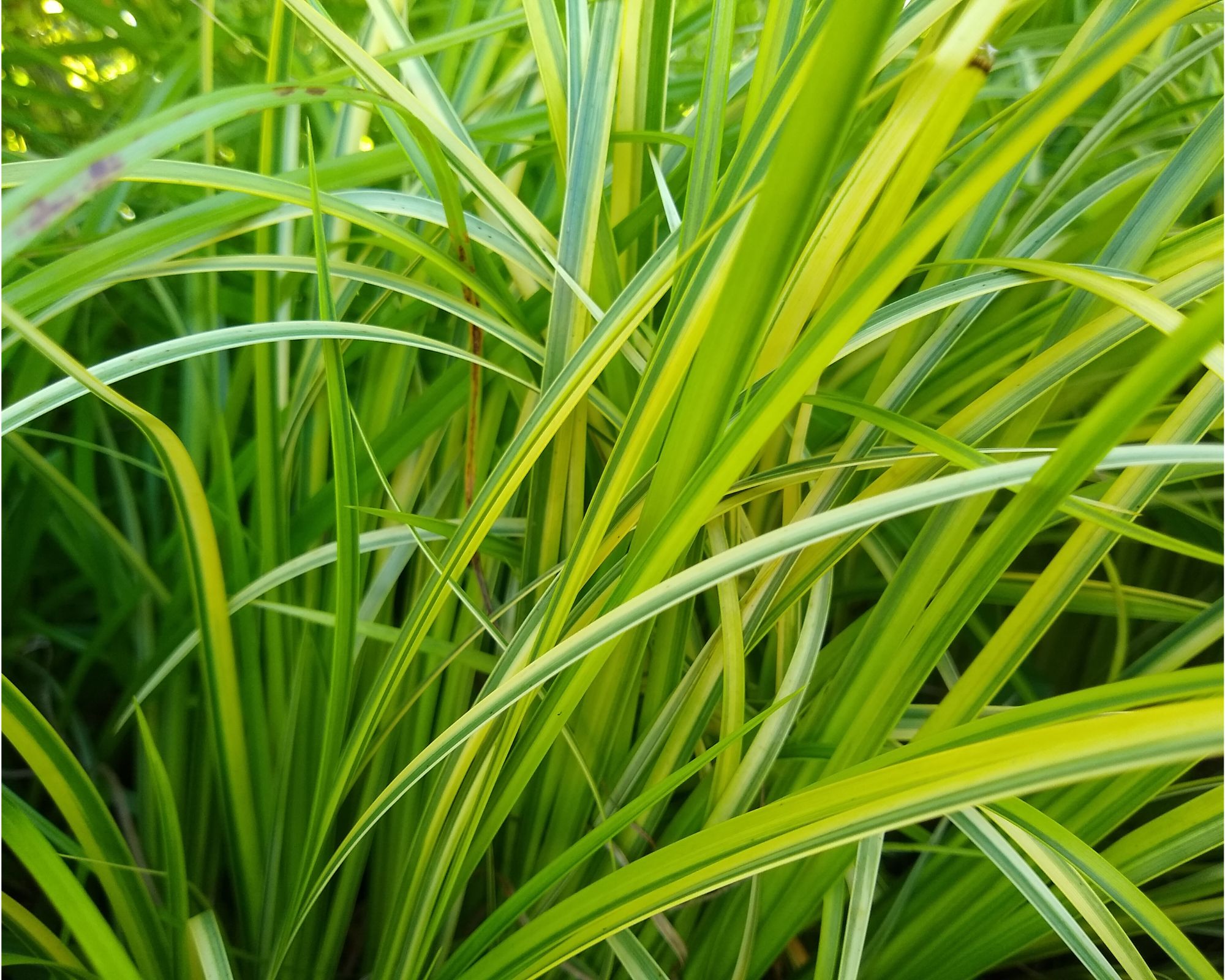 15 Shade-Tolerant Ornamental Grasses for Your Garden - Complete Gardening