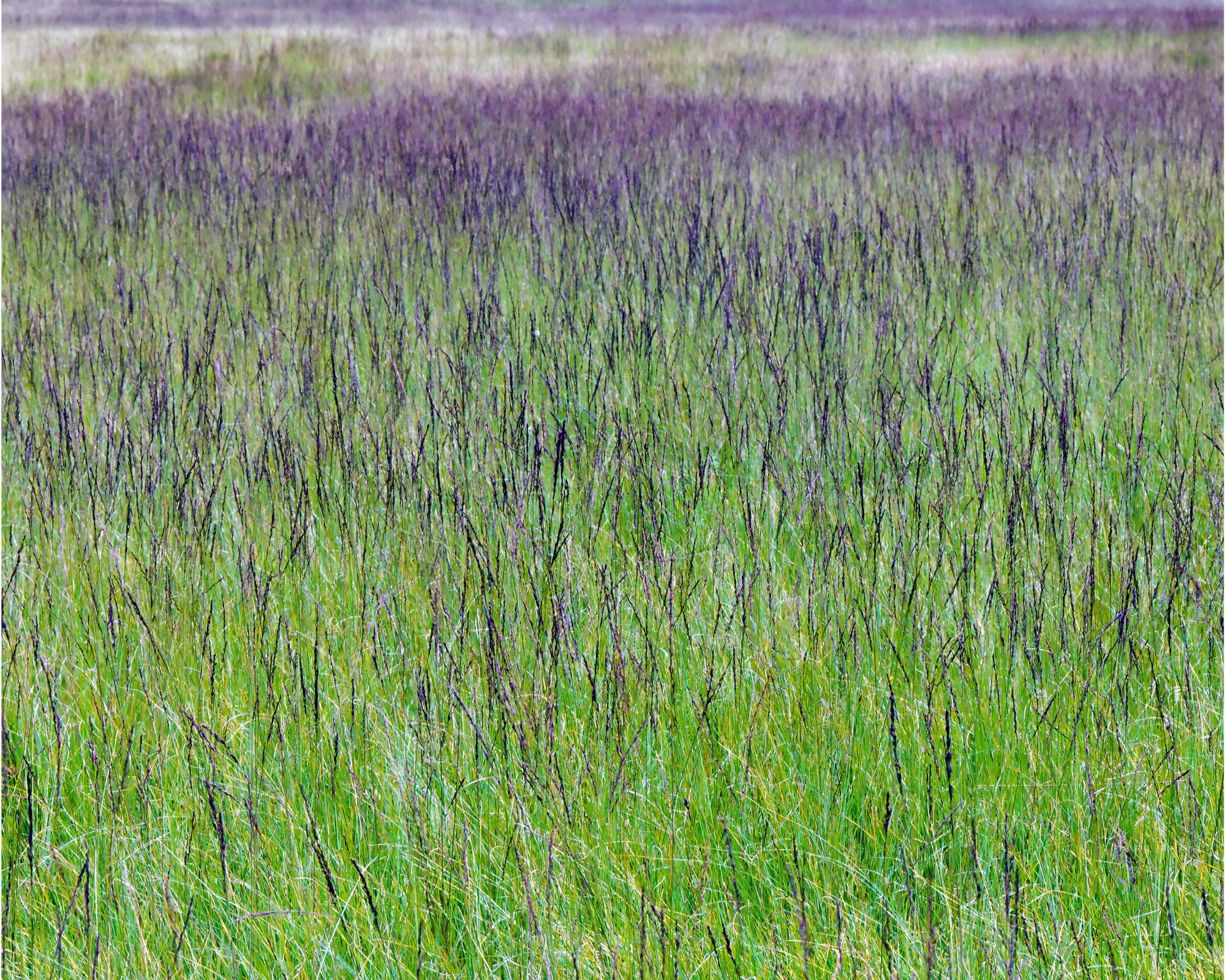 15 Shade-Tolerant Ornamental Grasses for Your Garden - Complete Gardening