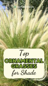 15 Shade-Tolerant Ornamental Grasses for Your Garden - Complete Gardening