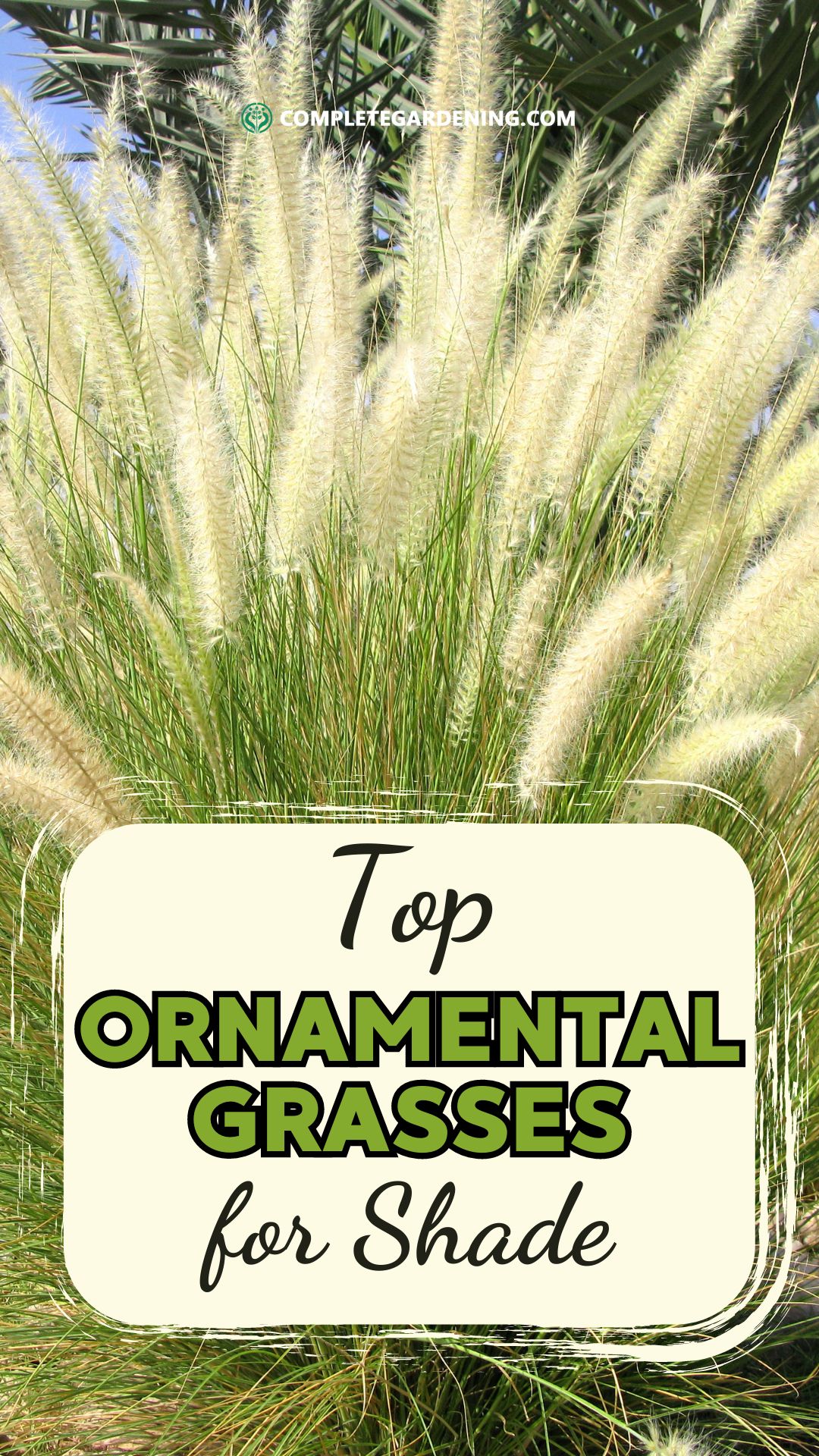 15 Shade-Tolerant Ornamental Grasses for Your Garden - Complete Gardening