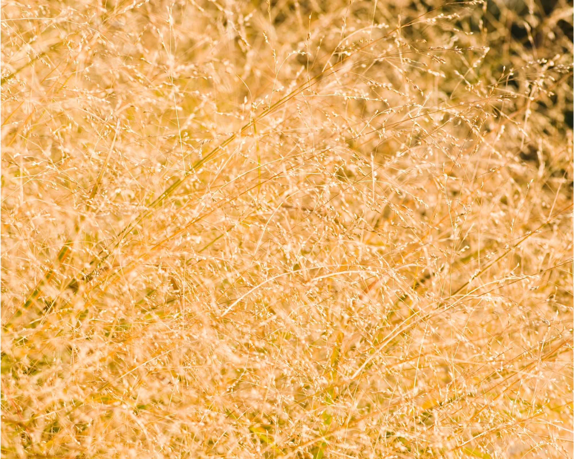 15 Shade-Tolerant Ornamental Grasses for Your Garden - Complete Gardening