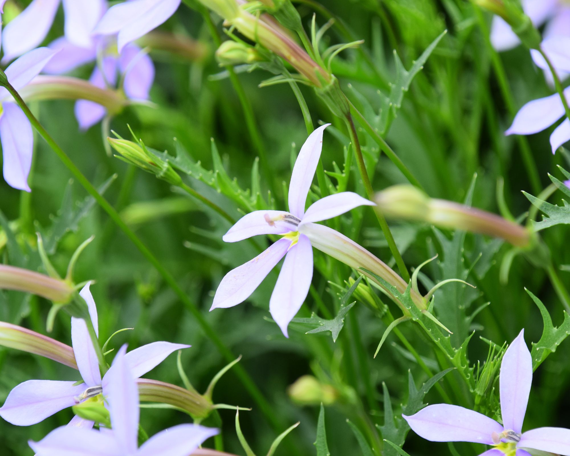 Want a Stunning Walkway? These 15 Perfect Plants Hold the Key ...