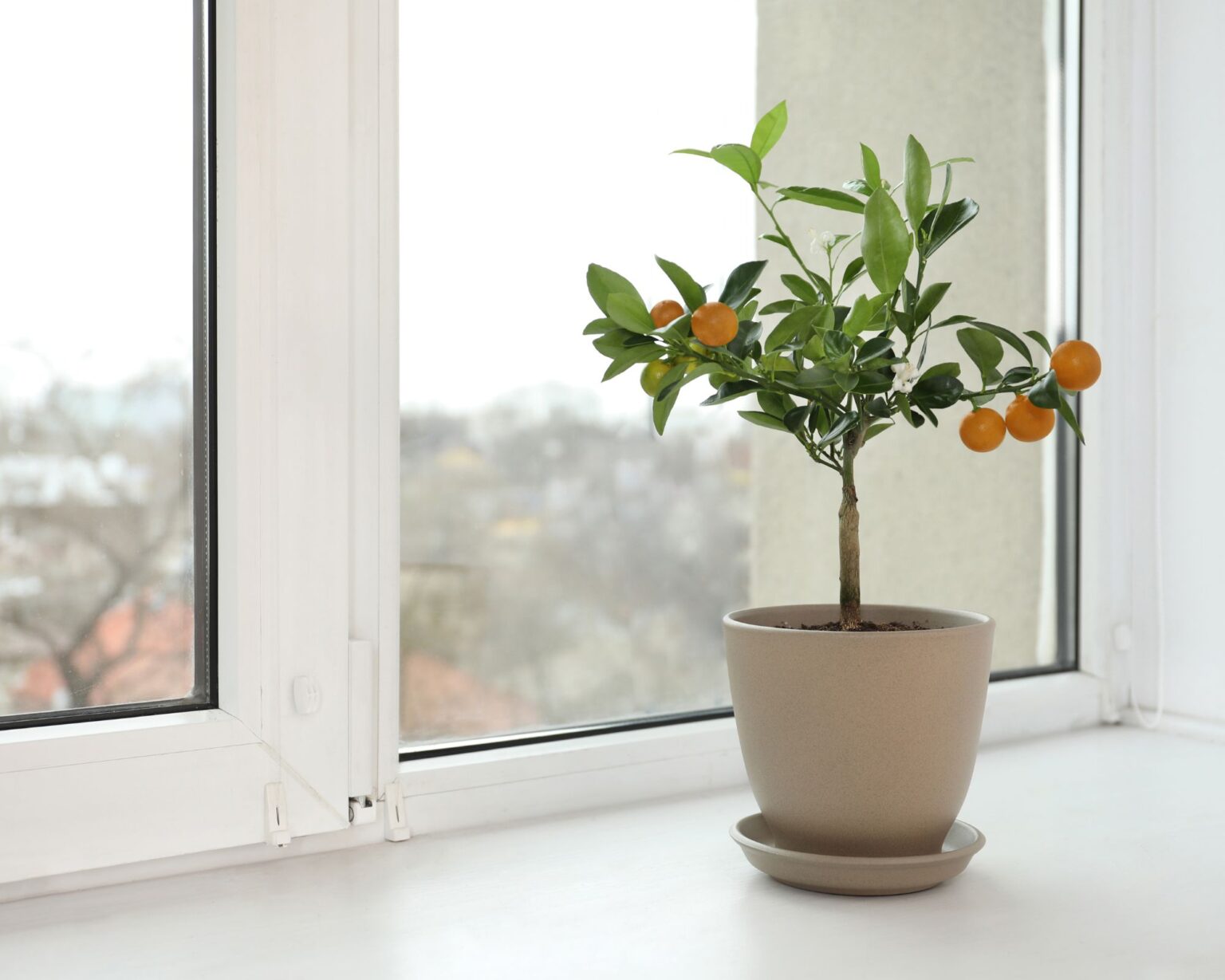 16 Lucky Plants for Prosperity: How Do They Attract Wealth? - Complete ...