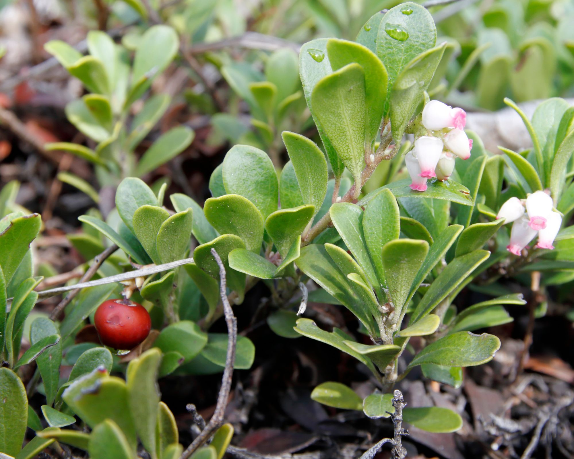 20 Perennial Ground Covers You’ll Love – Say Goodbye to Replanting ...