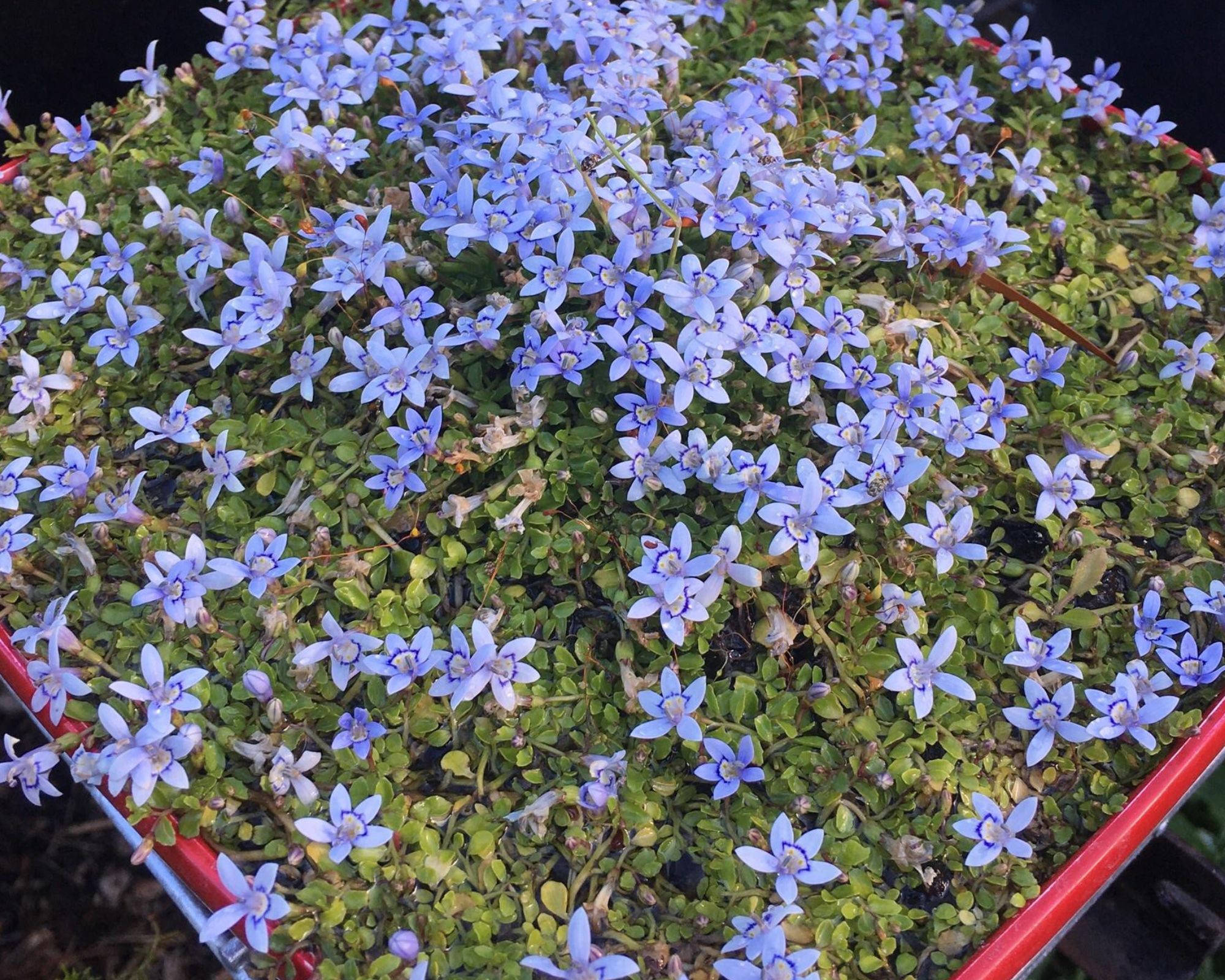 20 Perennial Ground Covers You’ll Love – Say Goodbye to Replanting ...