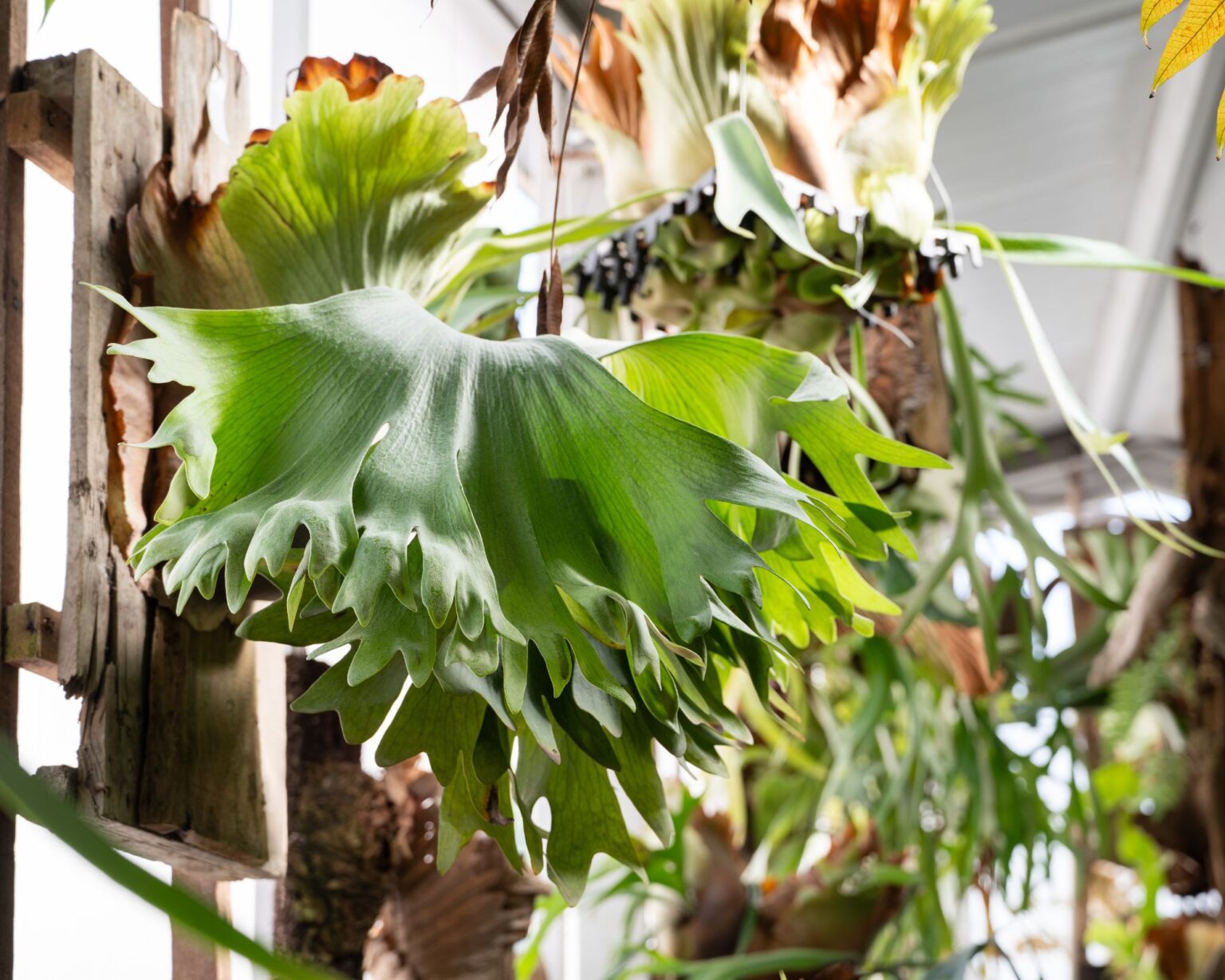 Struggling with Low Light? Here Are 15 Plants Perfect for North-Facing ...