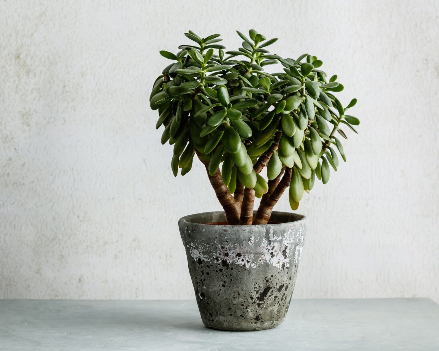 16 Lucky Plants for Prosperity: How Do They Attract Wealth? - Complete ...